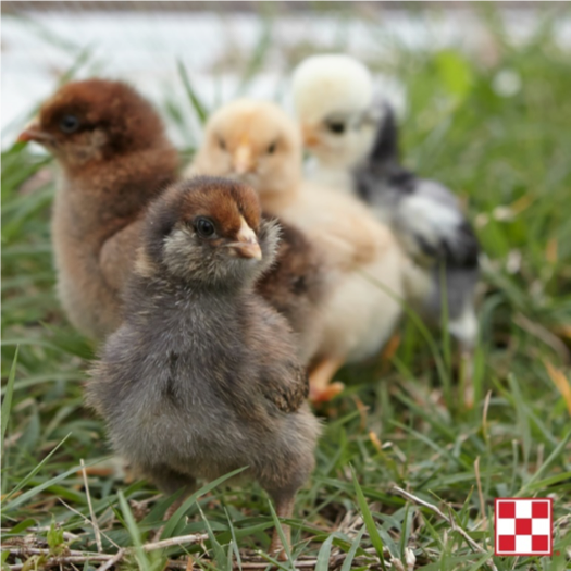 Fall Chicks Arrive October 19th - Bear Creek Country Store