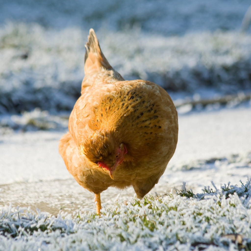 Tips for Raising Chickens in Winter - Bear Creek Country Store